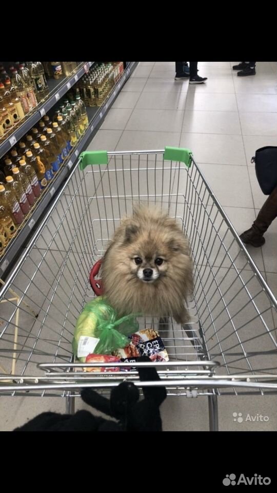 Шпиц для вязки