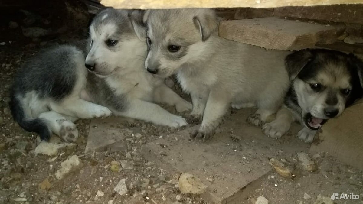 Щенки в добрые руки