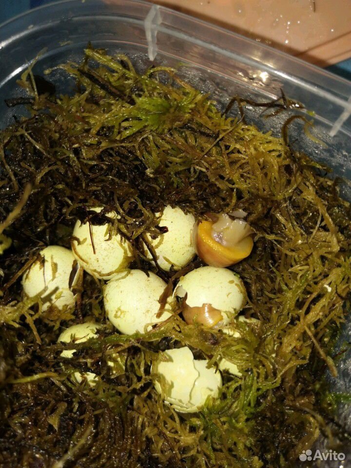 Архахатина маргината овум