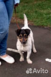 Отдам в добрые руки