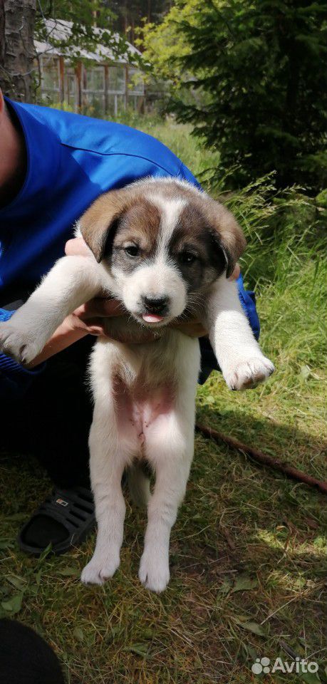 Щенок бесплатно