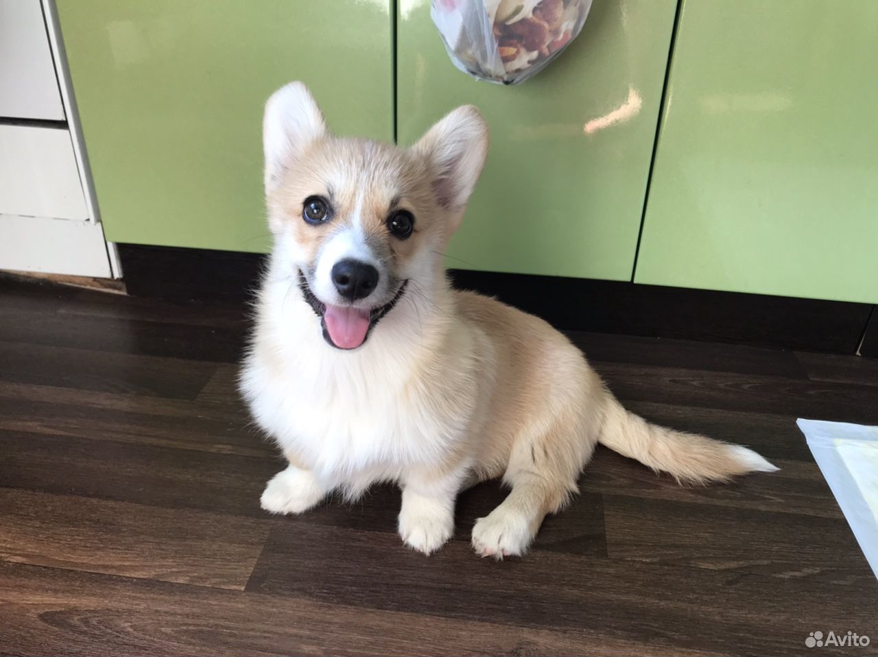 Щенок корги