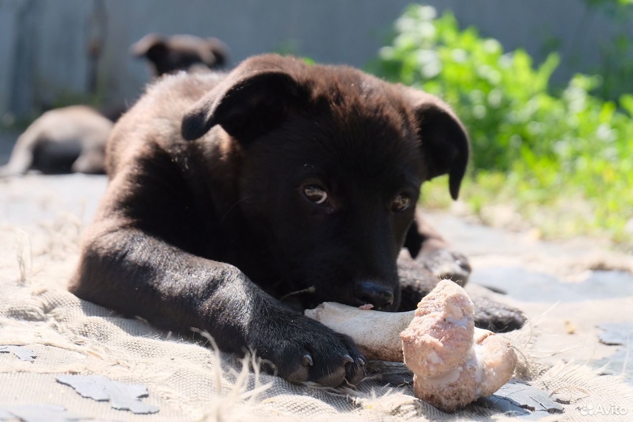 Маленький Принц