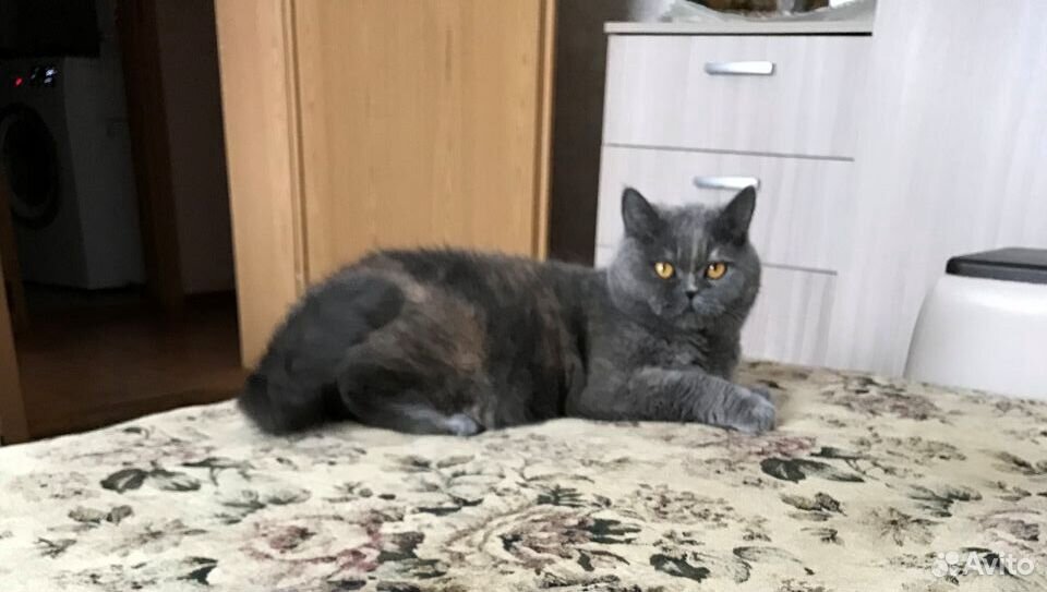 Кошка "шейла"