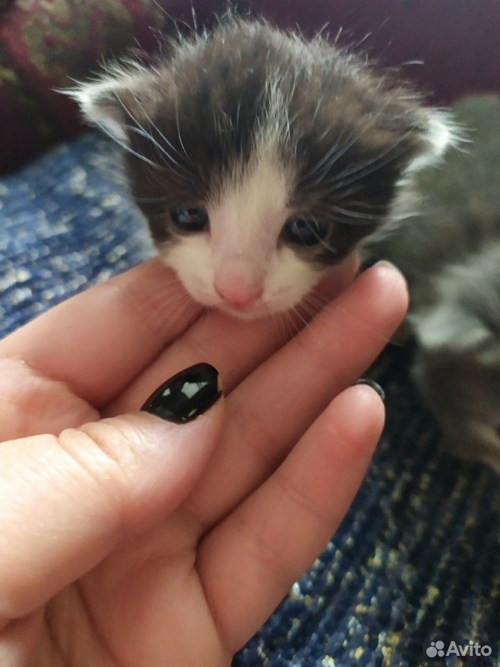 Котёнок
