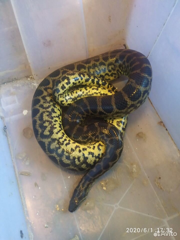 Парагвайская анаконда