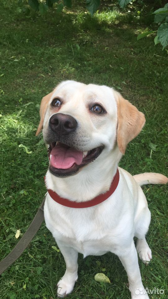 Продам собаку