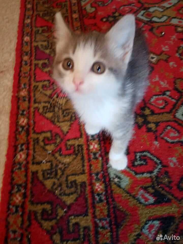 Отдам в хорошие руки котенка Джесси. 2 месяца. Умн