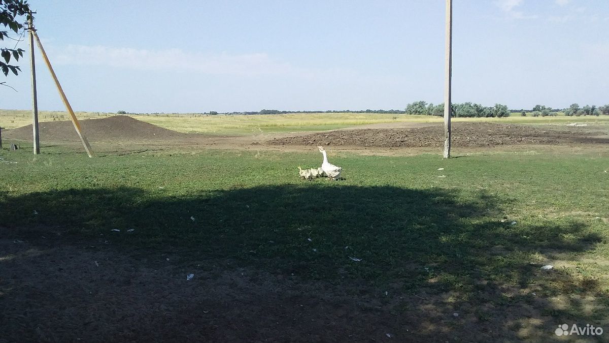 Гуси Холмогоры