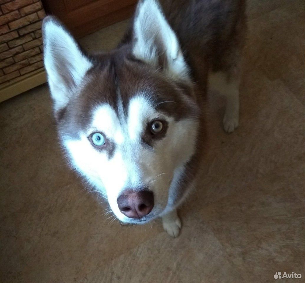 Сибирский хаски вязка