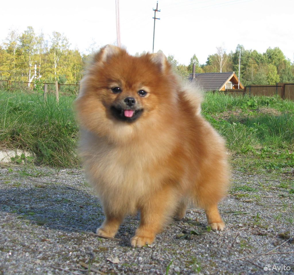 Шпиц- подрощенная девочка