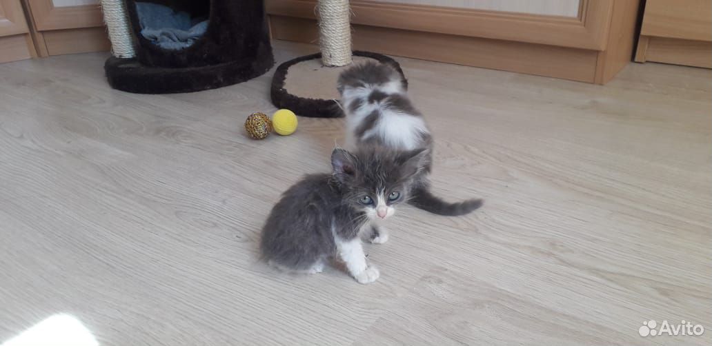 Крохотные котята в лучшие руки