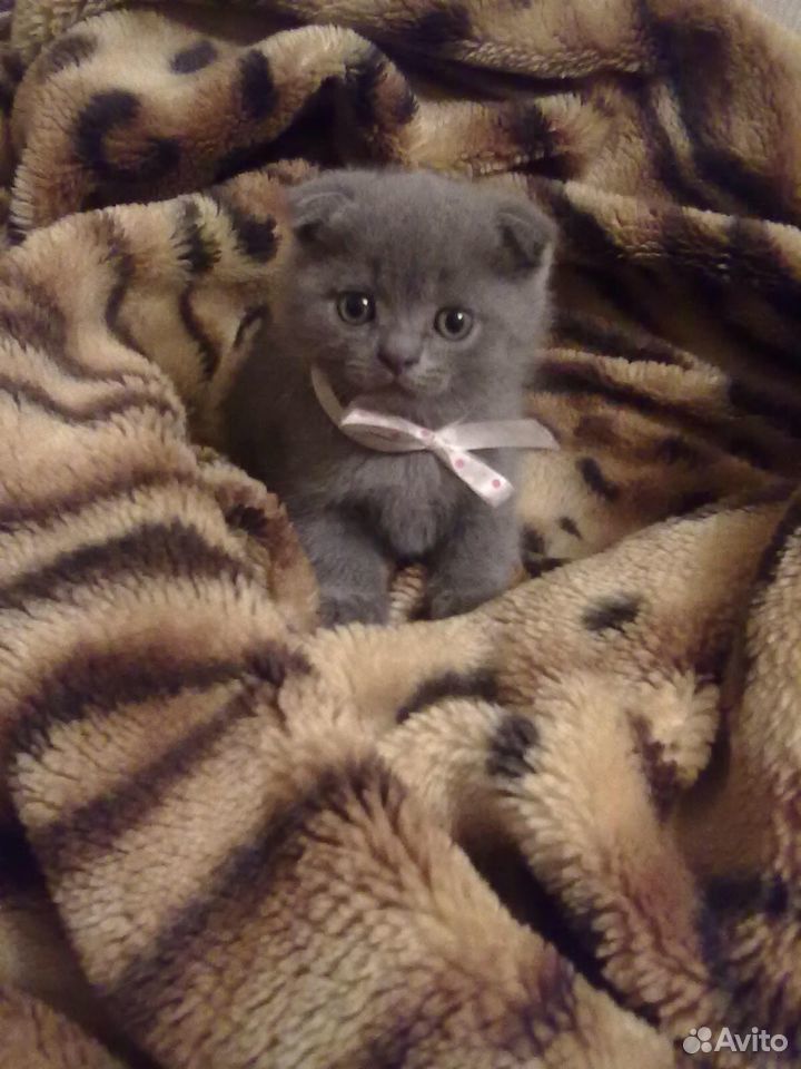 Шотландские вислоухие котята