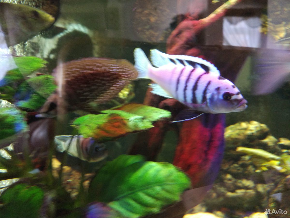 5 взрослых ярких цихлид