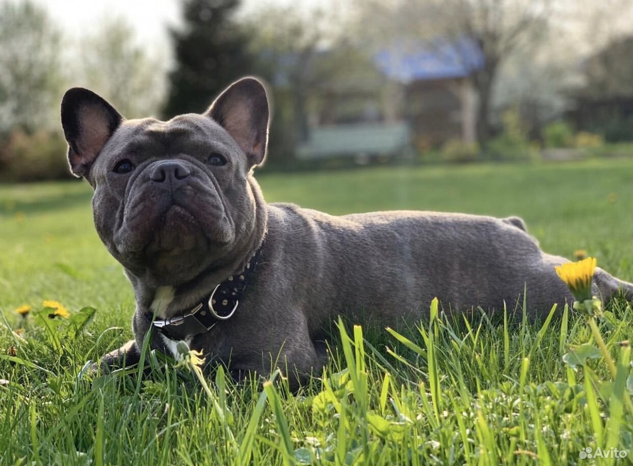 Французский красавец кобель вязка