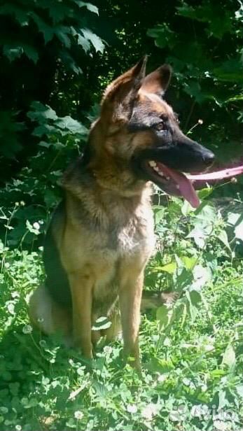 Метис Бельгийской овчарки