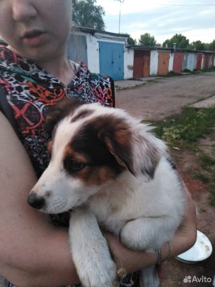 Русская борзая