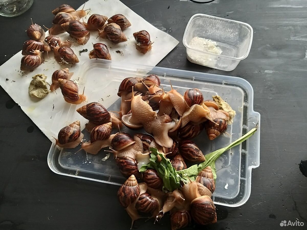 Улитка ахатина иммакулята