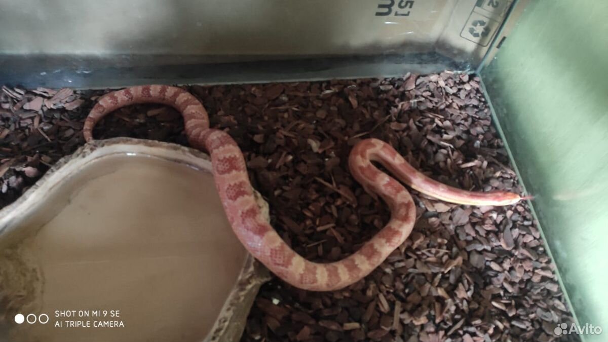 Маисовый полоз