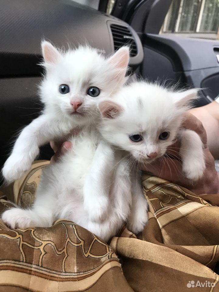 Очаровательные беленькие котята