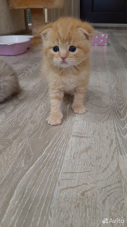 Вислоухий котёнок (мальчик )