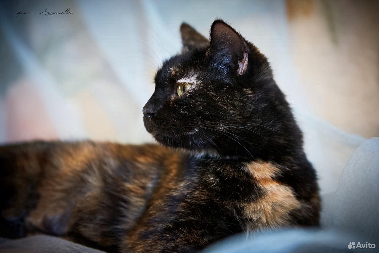 Кошка Челси 1,5 года