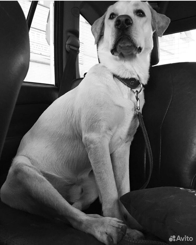 Лабрадор для случки