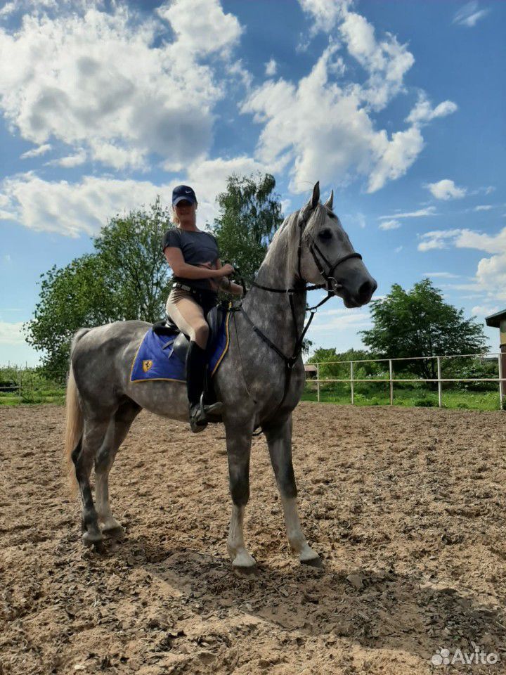 Красавчик жеребец