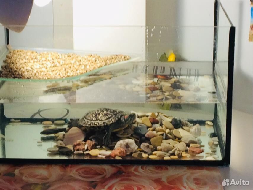 Морская черепашка по кличке Муся