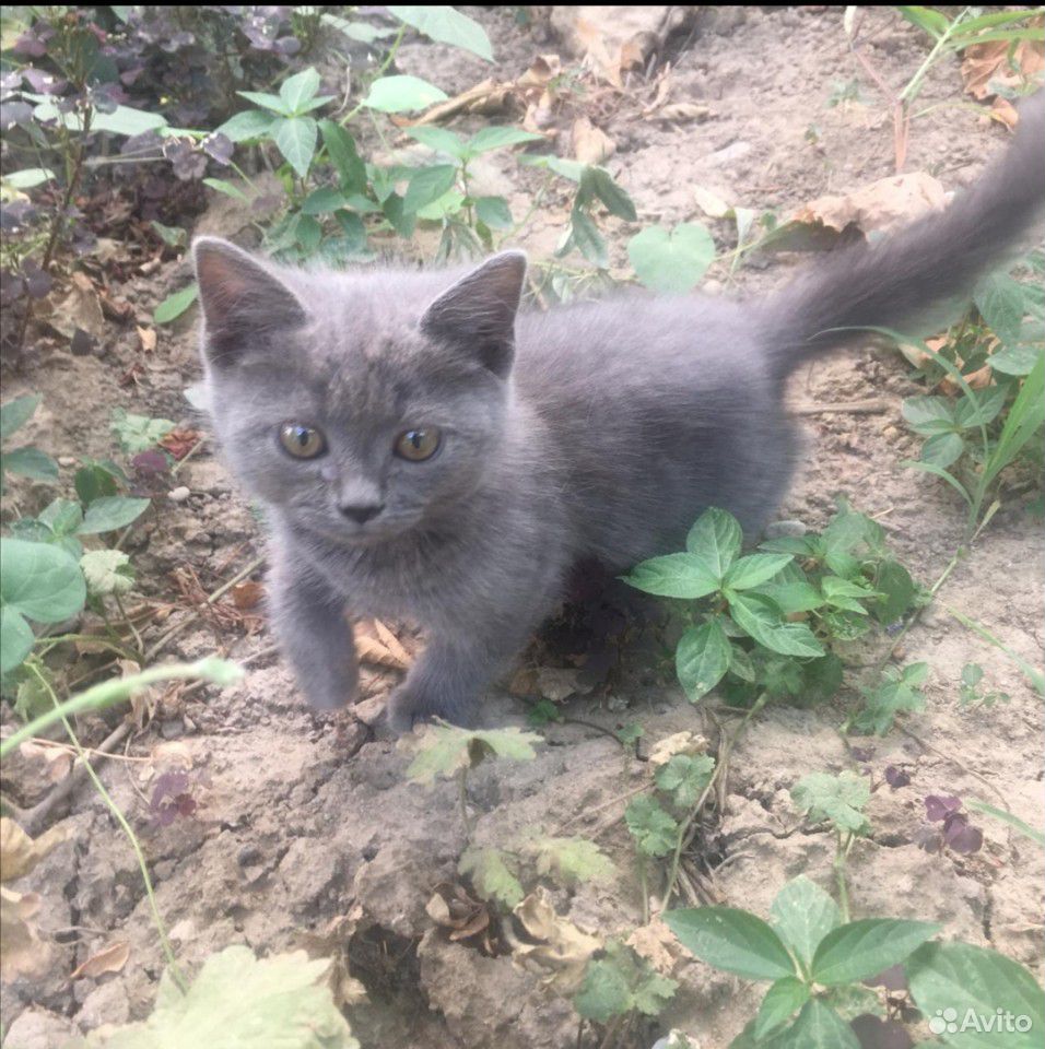 Отдадим котика в добрые руки, девочка