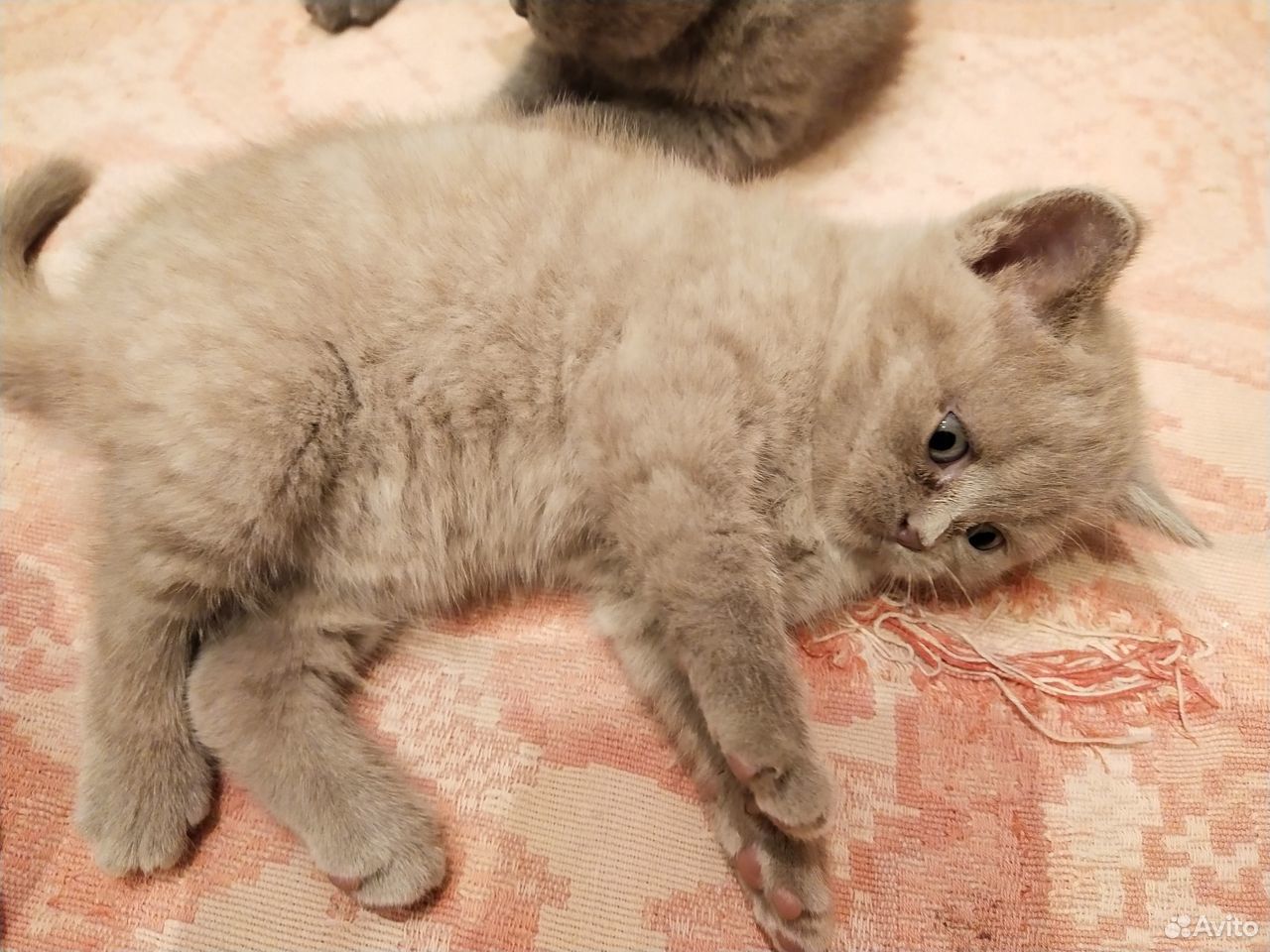 Котята - породистые британцы