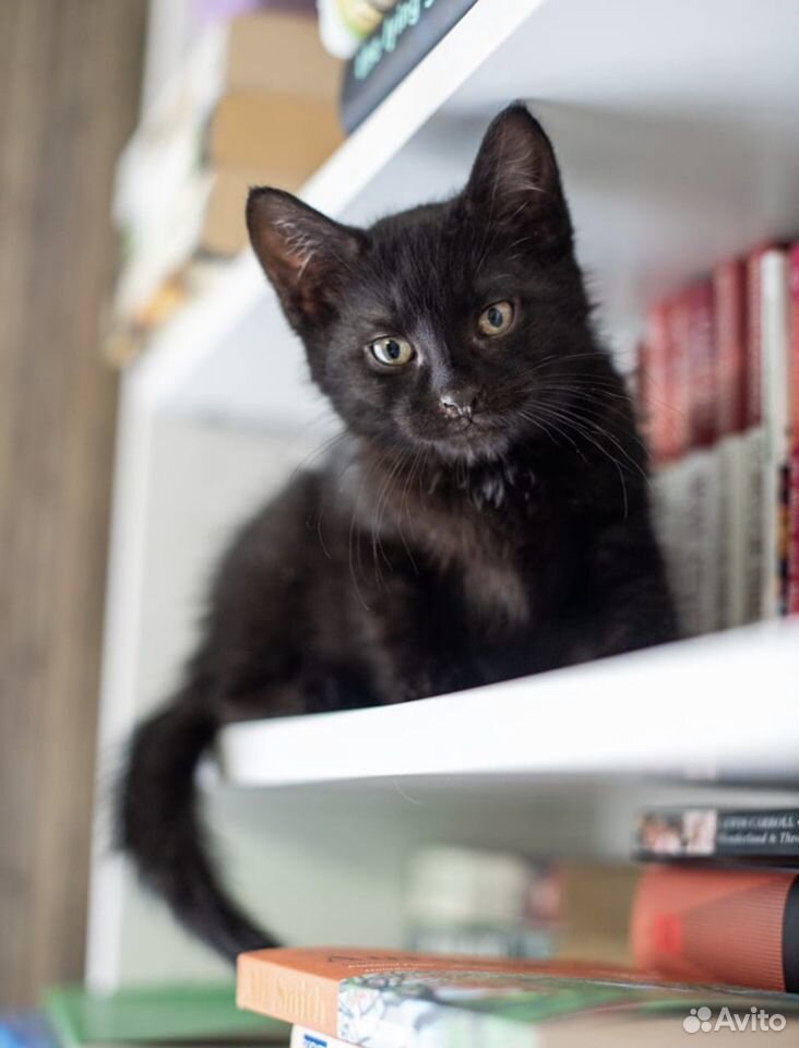 Котёнок черныш Джимми 2,5 месяца в добрые руки