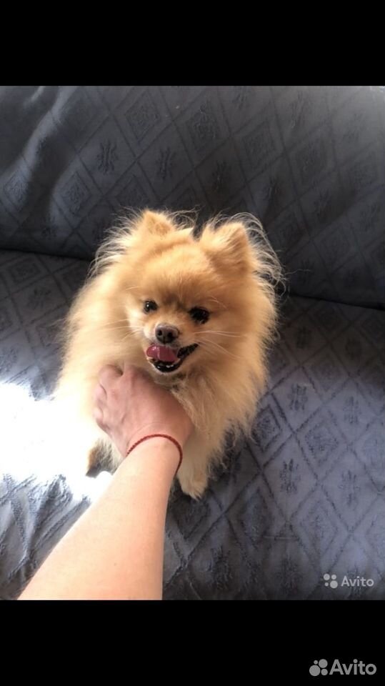 Шпиц для вязки