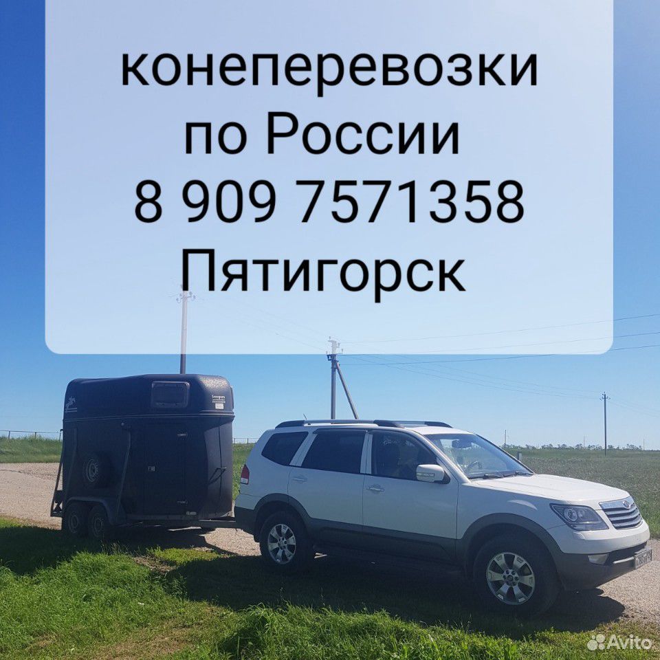 Продажа лошадей Арабской породы