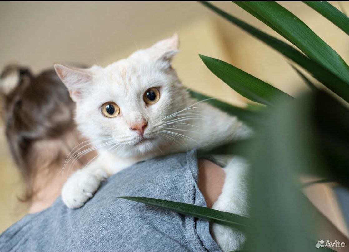 Замечательный котик Персик 2 года в добрые руки