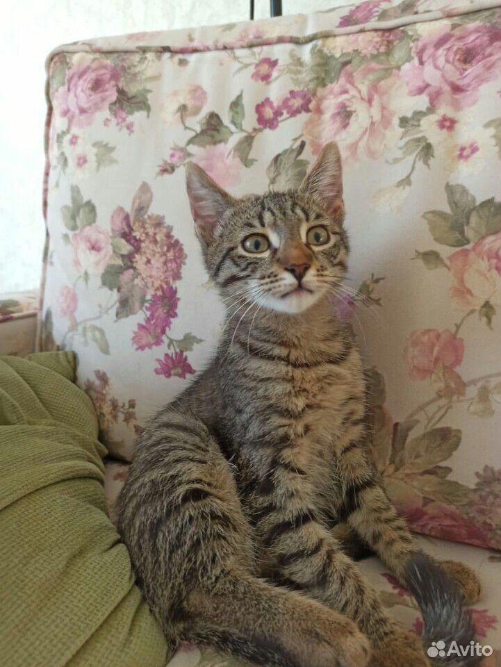 Котенок с благородным именем Ричард, 3