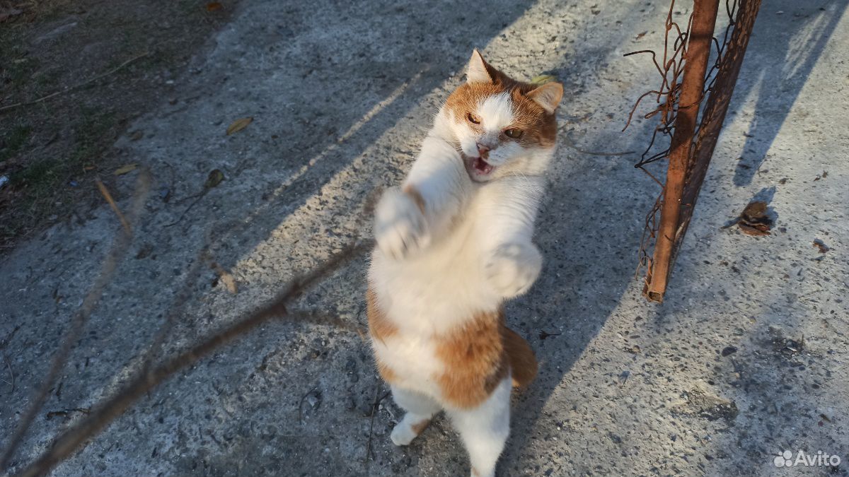 Кошка рабочая мышеловка крысоловка