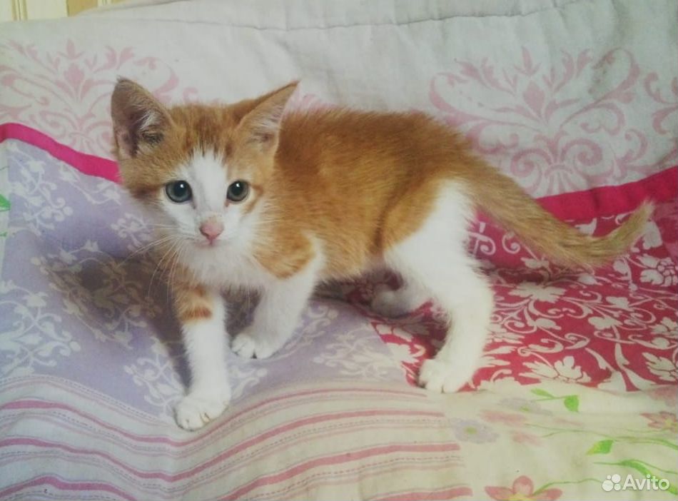 Бело-рыжий котенок (2 мес.)
