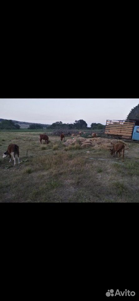 Продаю телят