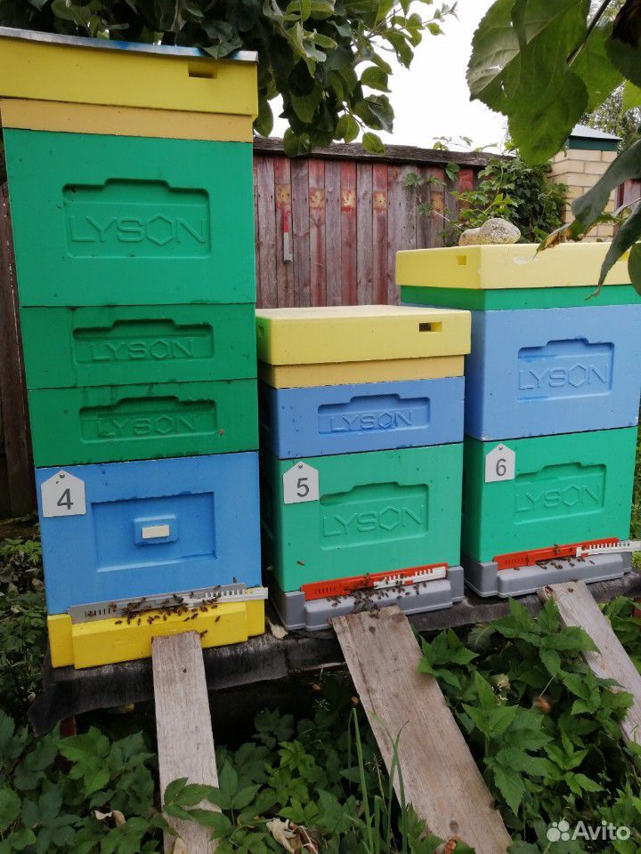 Пчелы Бакфаст