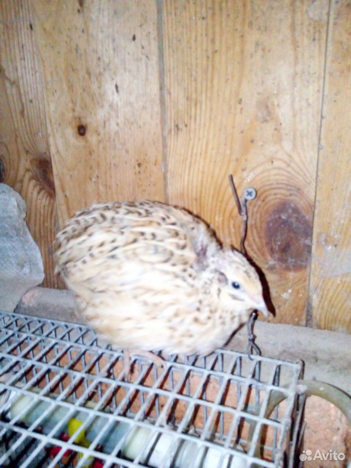 Перепела эстонцы и манжуры