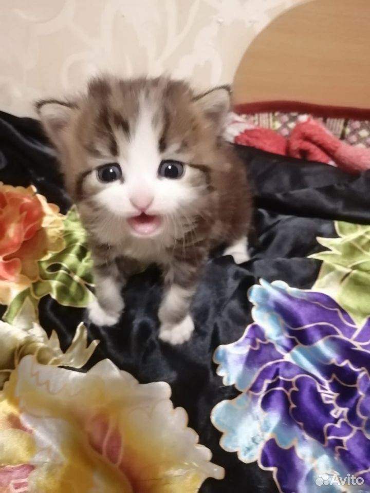 Котята сфинкс с шерстью