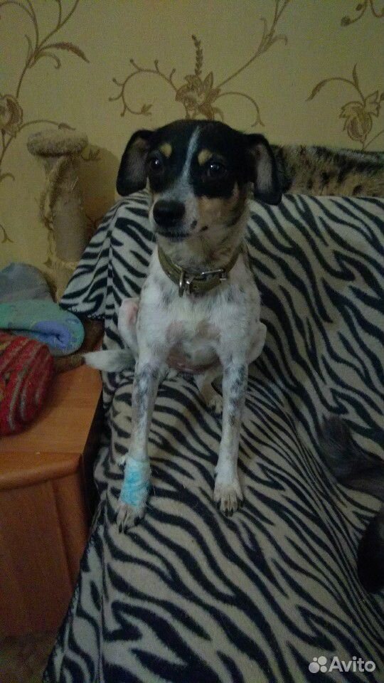 Собака в добрые руки