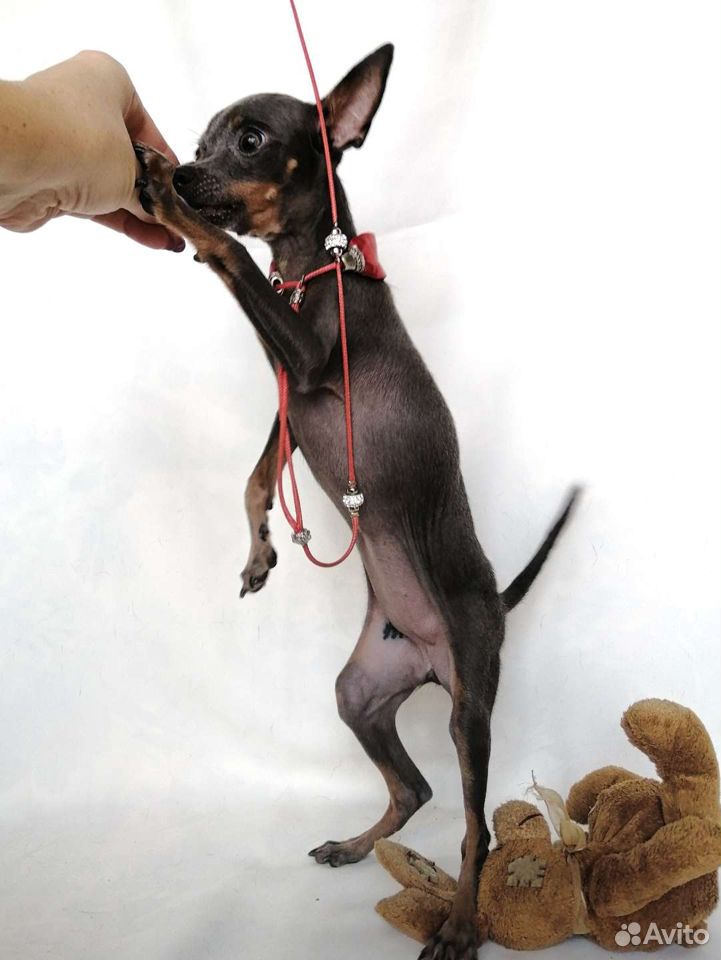 Девочка Русского тоя