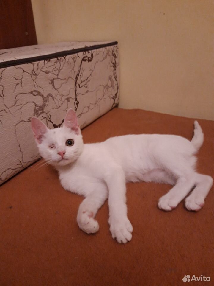 Милая Снежинка ищет дом