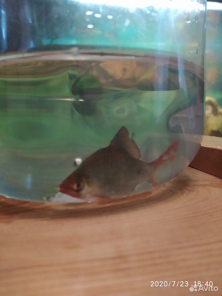 Барбус мутант зеленый