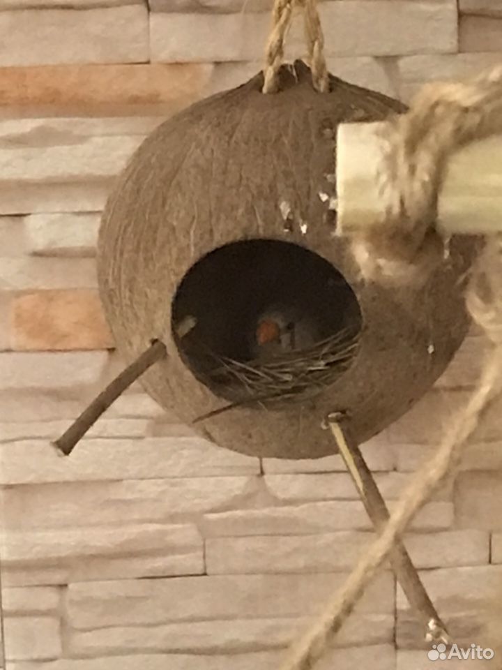 Зебровые амадины мальчики и девочки