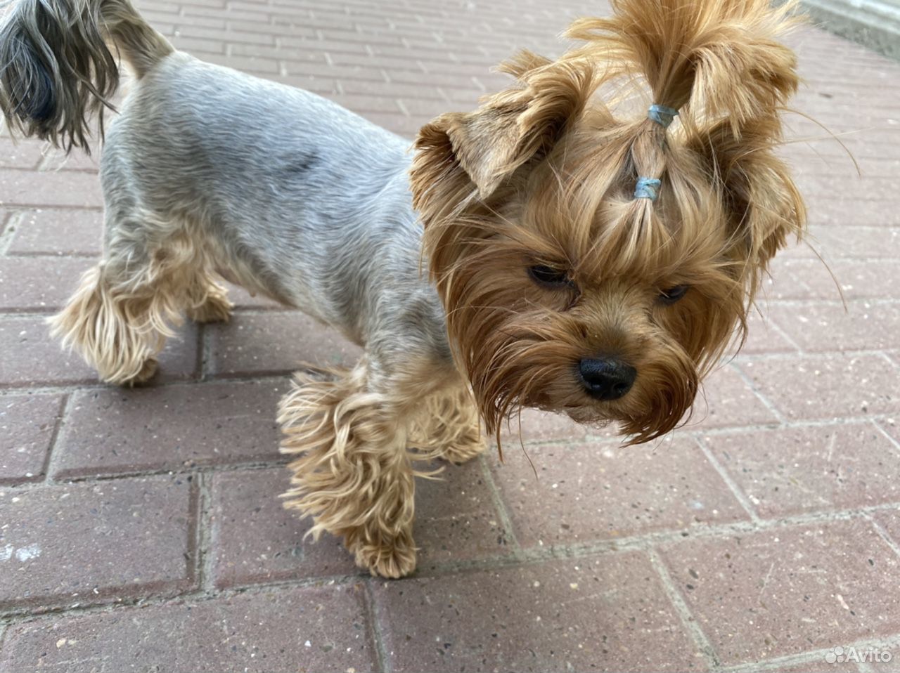 Йоркширский терьер вязка