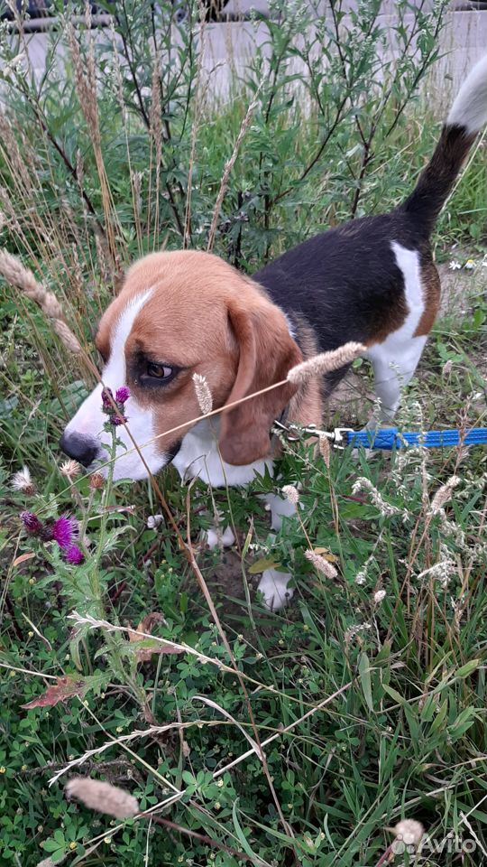 Собака Бигль