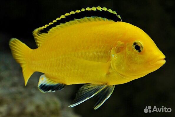 Взрослые Лабидохромис еллоу